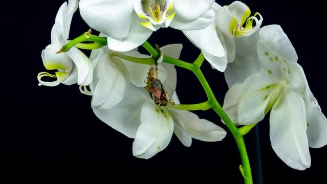 Pupae Images – Browse 44,186 Stock Photos, Vectors, and Video | Adobe Stock