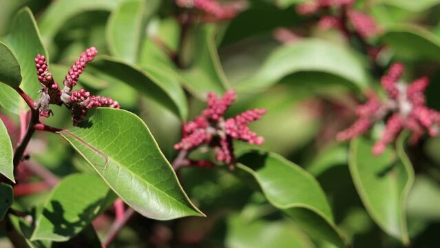 Sugarbush Bilder – Durchsuchen 4,839 Archivfotos, Vektorgrafiken und ...