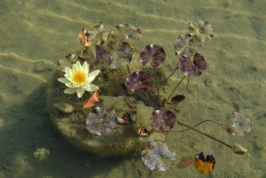 รูปภาพBeldad – เลือกดูภาพถ่ายสต็อก เวกเตอร์ และวิดีโอ166,919 | Adobe Stock