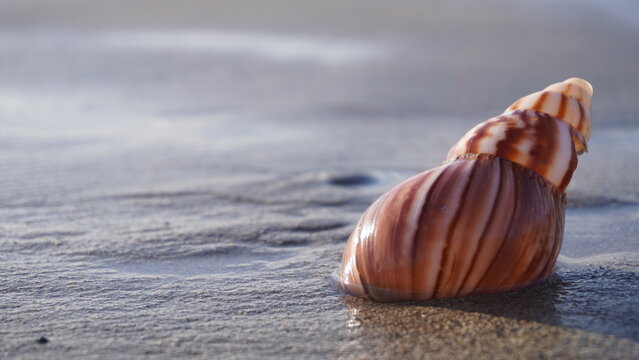 Seashell Closeup Bilder – Durchsuchen 130,928 Archivfotos ...