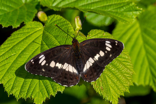 รูปภาพLimenitis – เลือกดูภาพถ่ายสต็อก เวกเตอร์ และวิดีโอ1,020 | Adobe Stock
