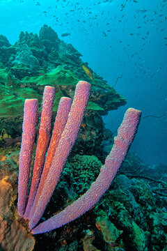"Stove-Pipe Sponge" Bilder – Durchsuchen 399 Archivfotos ...
