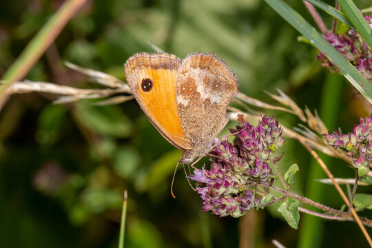 รูปภาพPyronia – เลือกดูภาพถ่ายสต็อก เวกเตอร์ และวิดีโอ464 | Adobe Stock