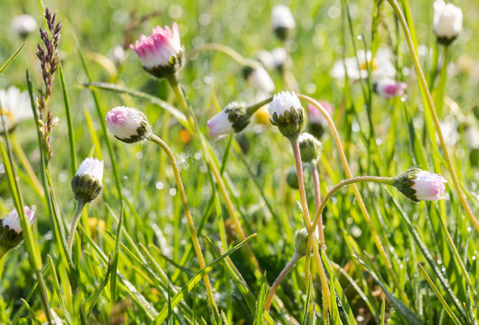 Marg Bilder – Durchsuchen 763 Archivfotos, Vektorgrafiken und Videos ...