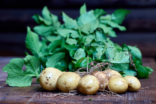 "Potato Tops"-Bilder: Stock-Fotos & -Videos. | Adobe Stock