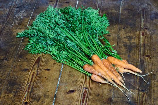 Haulm Bilder – Durchsuchen 8,106 Archivfotos, Vektorgrafiken und Videos ...