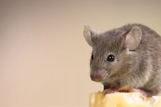 Musen Bilder – Durchsuchen 34,789 Archivfotos, Vektorgrafiken und ...