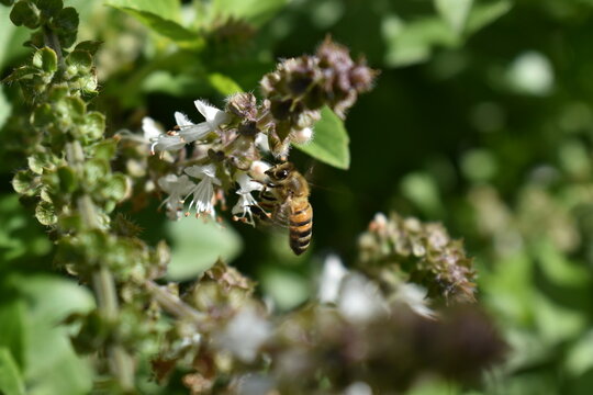 Zangano Images – Browse 49 Stock Photos, Vectors, and Video | Adobe Stock