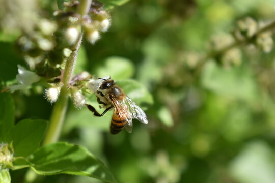 Zangano Images – Browse 49 Stock Photos, Vectors, and Video | Adobe Stock