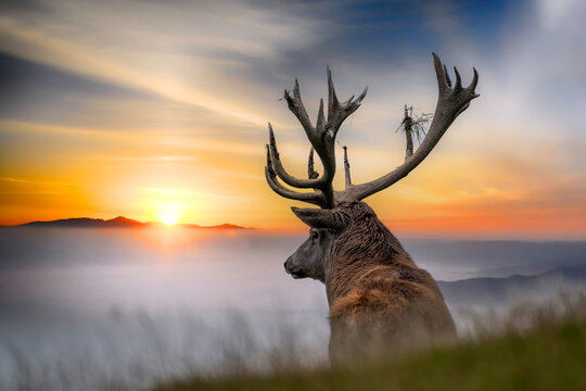 Hirsch Wald Images – Browse 13,658 Stock Photos, Vectors, and Video ...