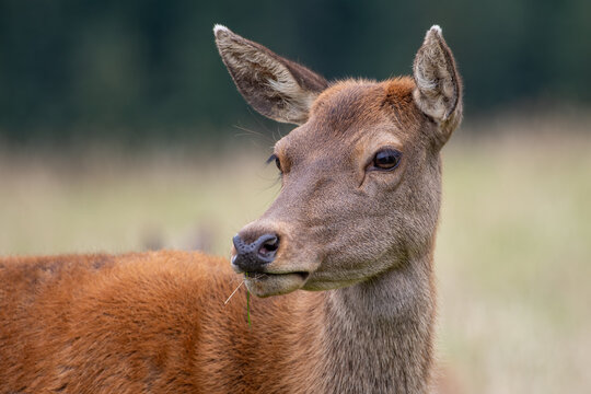 Hirschkuh Imagens – Procure 8,681 fotos, vetores e vídeos | Adobe Stock