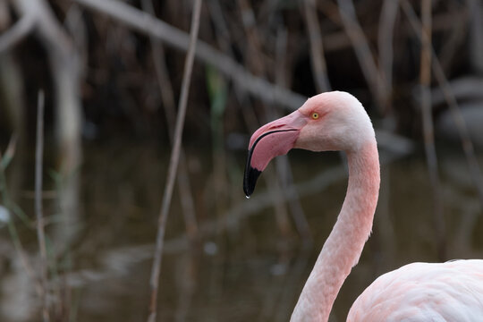 「Flamigo」の写真素材 | 89件の無料イラスト画像 | Adobe Stock