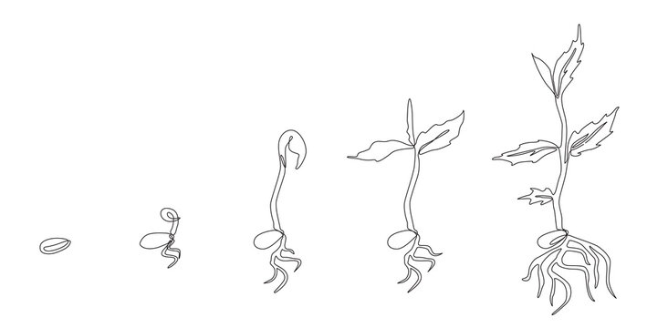 Tree Sapling Drawing