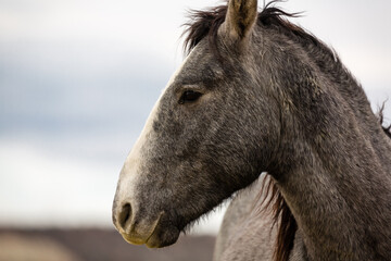 100+ Free Animal Profile Pictures & Images - Pikwizard