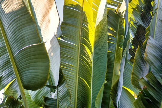 Ravenale Images – Parcourir 1,946 le catalogue de photos, vecteurs et ...