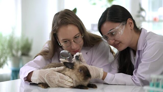 Rabbit Testing Images – Browse 5,096 Stock Photos, Vectors, and Video ...