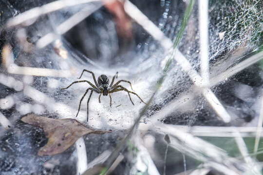 รูปภาพWebcrawler – เลือกดูภาพถ่ายสต็อก เวกเตอร์ และวิดีโอ543,433 ...