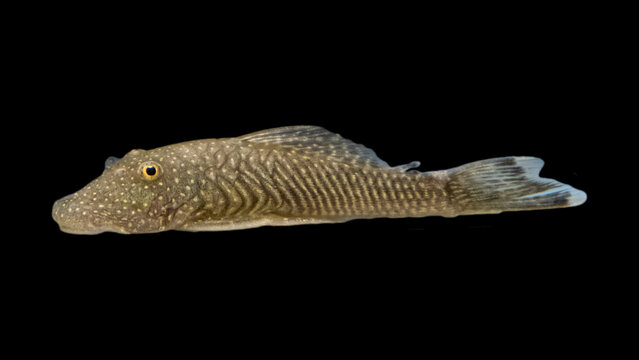 รูปภาพPleco – เลือกดูภาพถ่ายสต็อก เวกเตอร์ และวิดีโอ786 | Adobe Stock