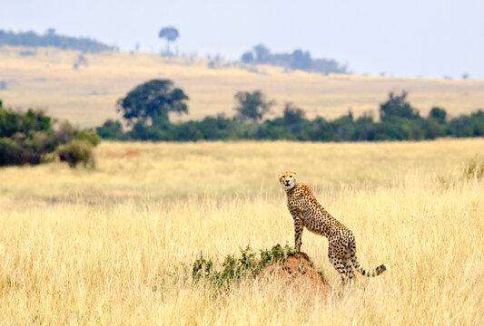 Cheeter Bilder – Durchsuchen 140,104 Archivfotos, Vektorgrafiken und ...