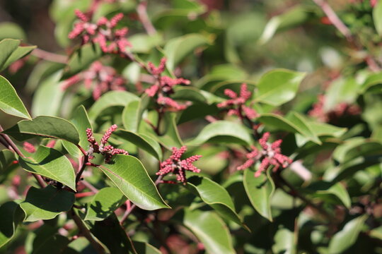 California Native Plants Images – Browse 8,124 Stock Photos, Vectors ...
