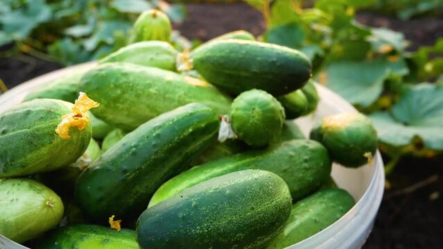 "Small Cucumber" Images – Browse 241 Stock Photos, Vectors, and Video ...