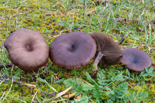 Unedible bilder – Bläddra bland 493 stockfoton, vektorer och videor ...