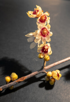 Wintersweet Images – Browse 4,449 Stock Photos, Vectors, and Video ...