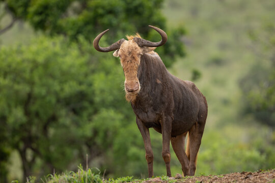 Gnus bilder – Bläddra bland 2,555 stockfoton, vektorer och videor ...