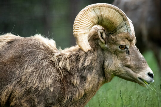 Ram Animal Profile