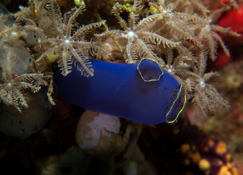 รูปภาพTunicates – เลือกดูภาพถ่ายสต็อก เวกเตอร์ และวิดีโอ1,898 | Adobe Stock