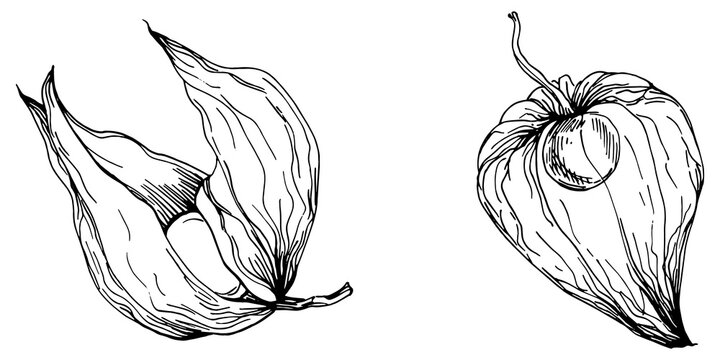 Judenkirsche Bilder – Durchsuchen 41,631 Archivfotos, Vektorgrafiken ...