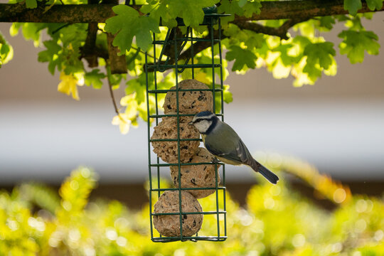 Biflod bilder – Bläddra bland 126,354 stockfoton, vektorer och videor ...