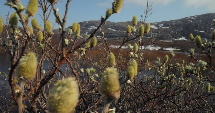 Dwarf Willow Images – Browse 628 Stock Photos, Vectors, and Video ...