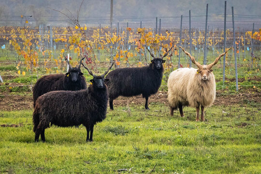 รูปภาพRacka – เลือกดูภาพถ่ายสต็อก เวกเตอร์ และวิดีโอ174 | Adobe Stock