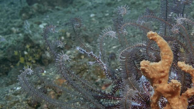 Crinoiden Bilder – Durchsuchen 3,204 Archivfotos, Vektorgrafiken und ...