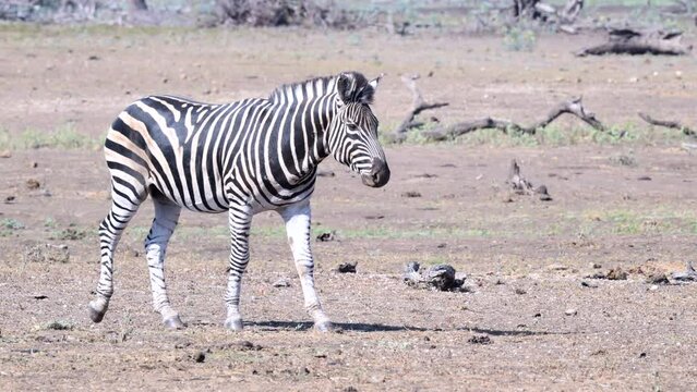 Equidea Bilder – Durchsuchen 43 Archivfotos, Vektorgrafiken und Videos ...