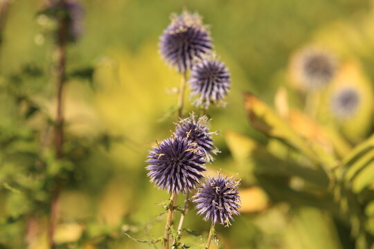 รูปภาพSpitzig – เลือกดูภาพถ่ายสต็อก เวกเตอร์ และวิดีโอ463 | Adobe Stock
