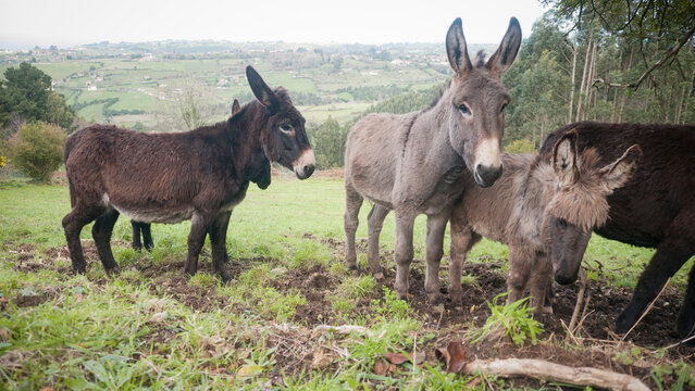 Borrico Bilder – Durchsuchen 62 Archivfotos, Vektorgrafiken und Videos ...