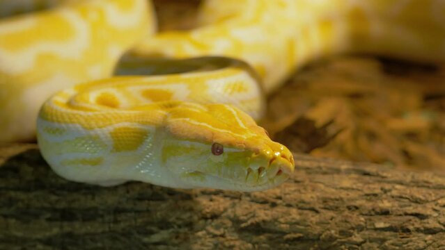 Small Python Images – Browse 1,631 Stock Photos, Vectors, and Video ...