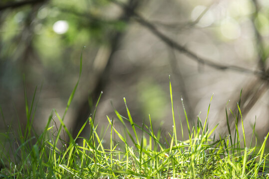 Mojad Images – Browse 2 Stock Photos, Vectors, and Video | Adobe Stock