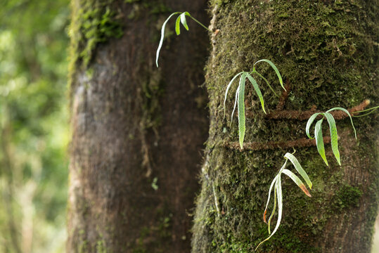 Paisaje Selva Bilder – Durchsuchen 10,453 Archivfotos, Vektorgrafiken ...