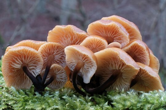 "Winter Mushrooms" Images – Browse 418 Stock Photos, Vectors, and Video ...