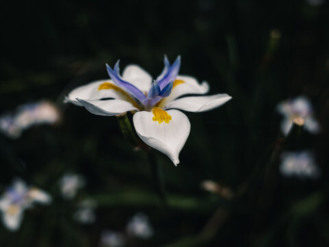 รูปภาพFlowre – เลือกดูภาพถ่ายสต็อก เวกเตอร์ และวิดีโอ133 | Adobe Stock