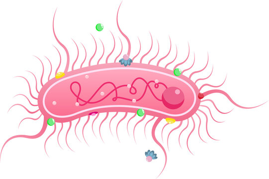 Bordetella Pertussis Bacteria Diagram