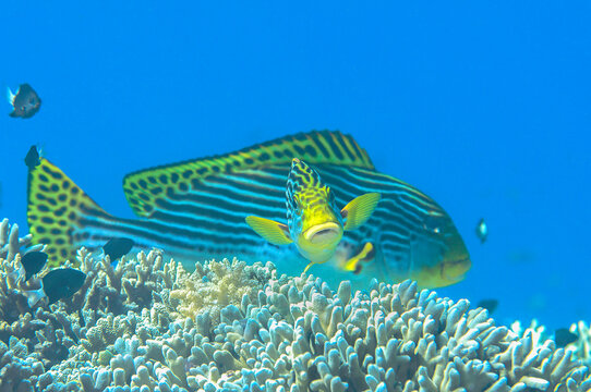 Asian Pacific Patterns Images – Browse 1,721 Stock Photos, Vectors, and ...