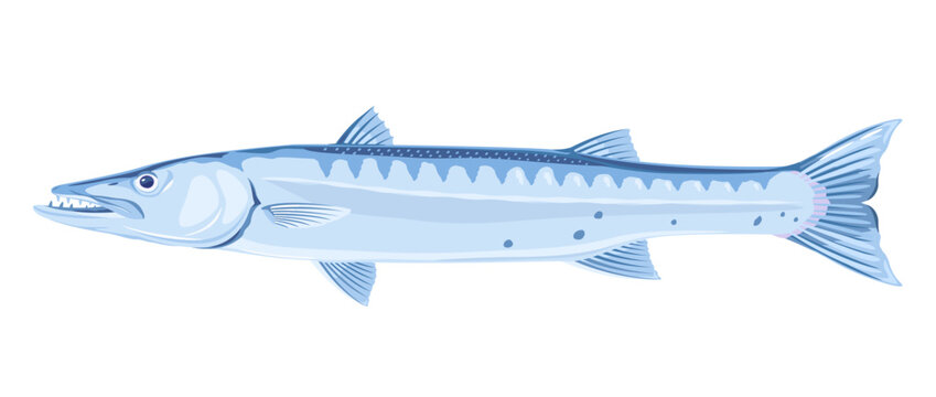 barracuda drawing