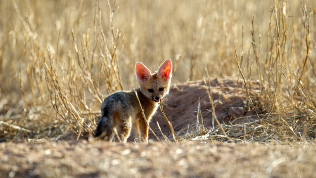 Kapfuchs-Bilder: Stock-Fotos & -Videos. | Adobe Stock