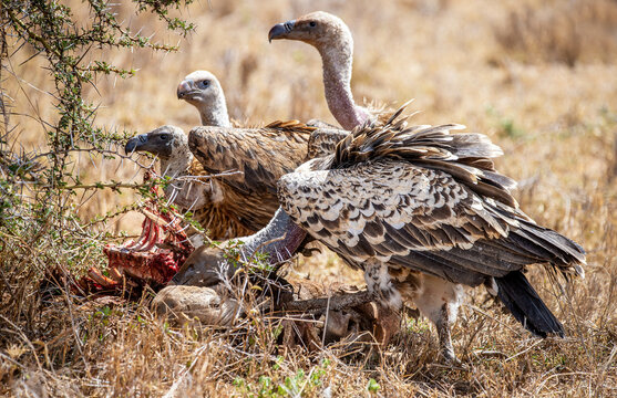 รูปภาพRuppel – เลือกดูภาพถ่ายสต็อก เวกเตอร์ และวิดีโอ136 | Adobe Stock