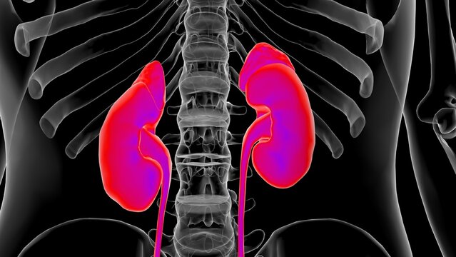 Urinsteine Bilder – Durchsuchen 1,456 Archivfotos, Vektorgrafiken und ...