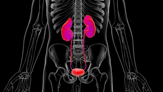 Urinsteine Bilder – Durchsuchen 1,456 Archivfotos, Vektorgrafiken und ...